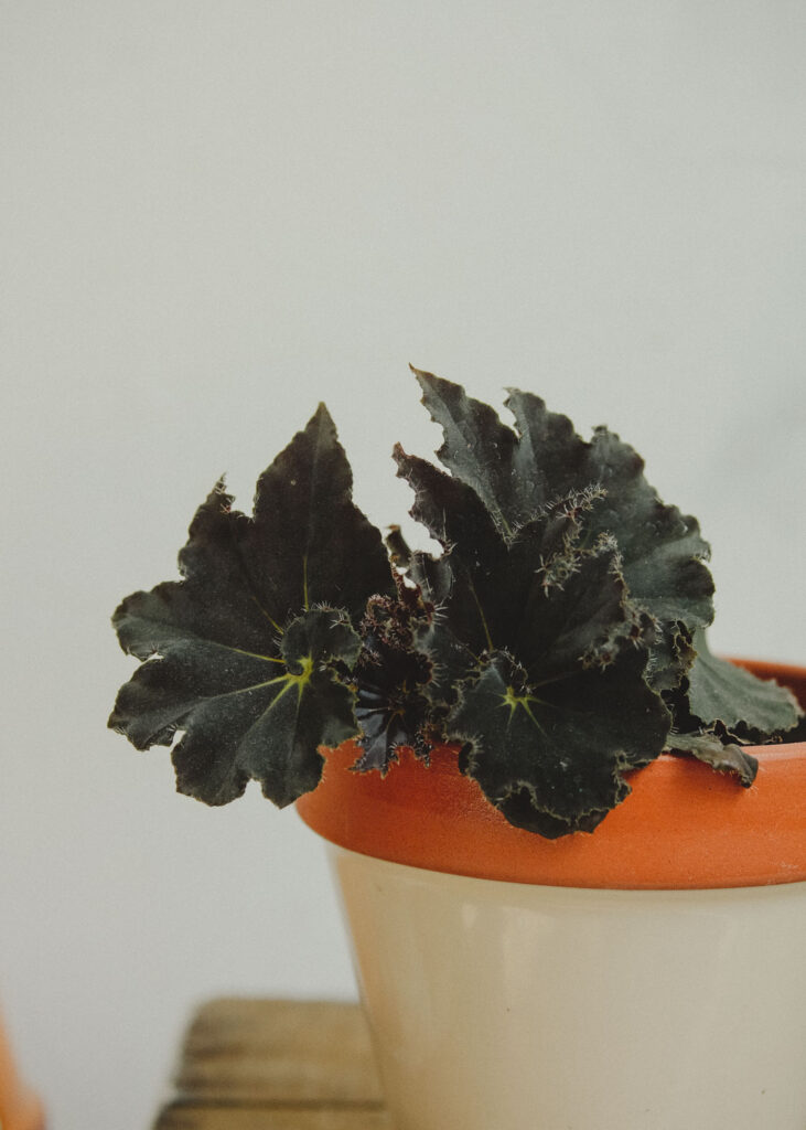 Begonia ‘black mamba’ - Plants Lovers Uy