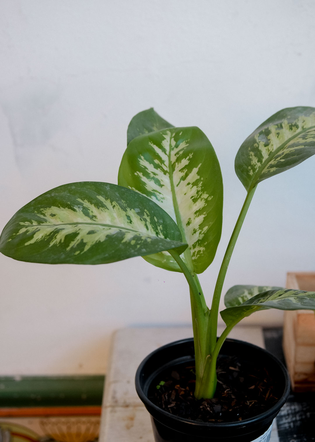 Dieffenbachia amoena - Plants Lovers Uy