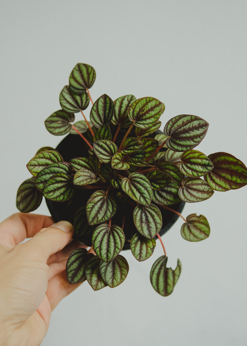 Peperomia Piccolo Banda - Plants Lovers Uy
