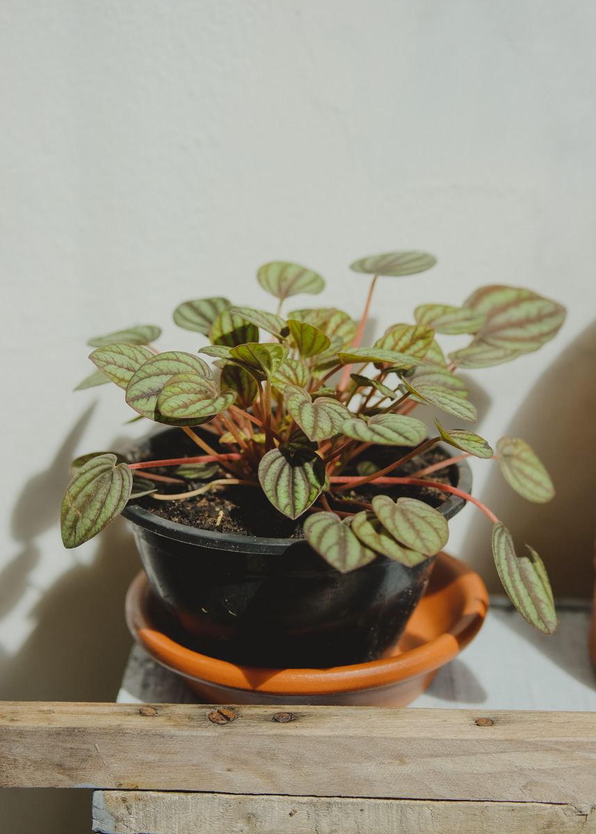Peperomia Piccolo Banda - Plants Lovers Uy